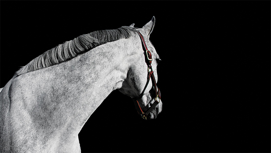 Horse Portraits | bob tabor images