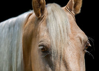 Horse Portraits | bob tabor images