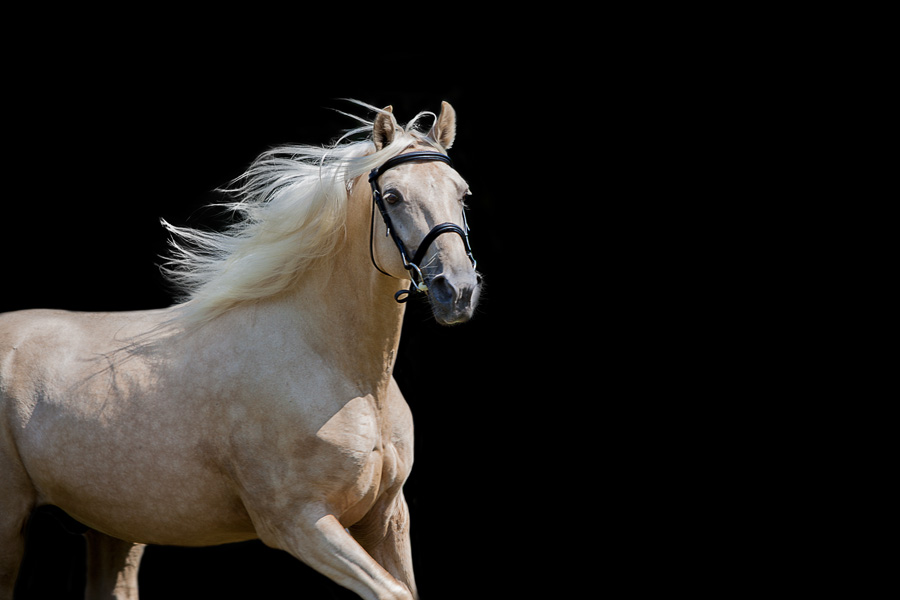 Horse Portraits : bob tabor images