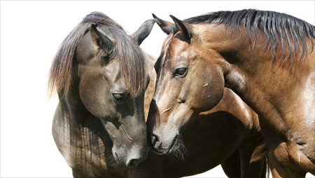 horse portraits: bob tabor images