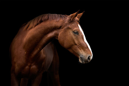 horse portraits: bob tabor images