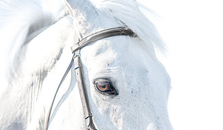 horse portraits: bob tabor images