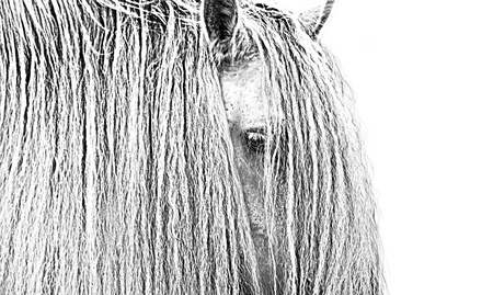 horse portraits: bob tabor images