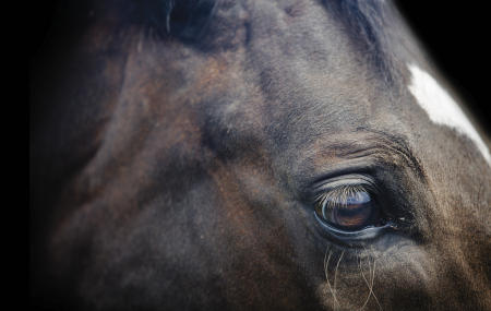 horse portraits: bob tabor images